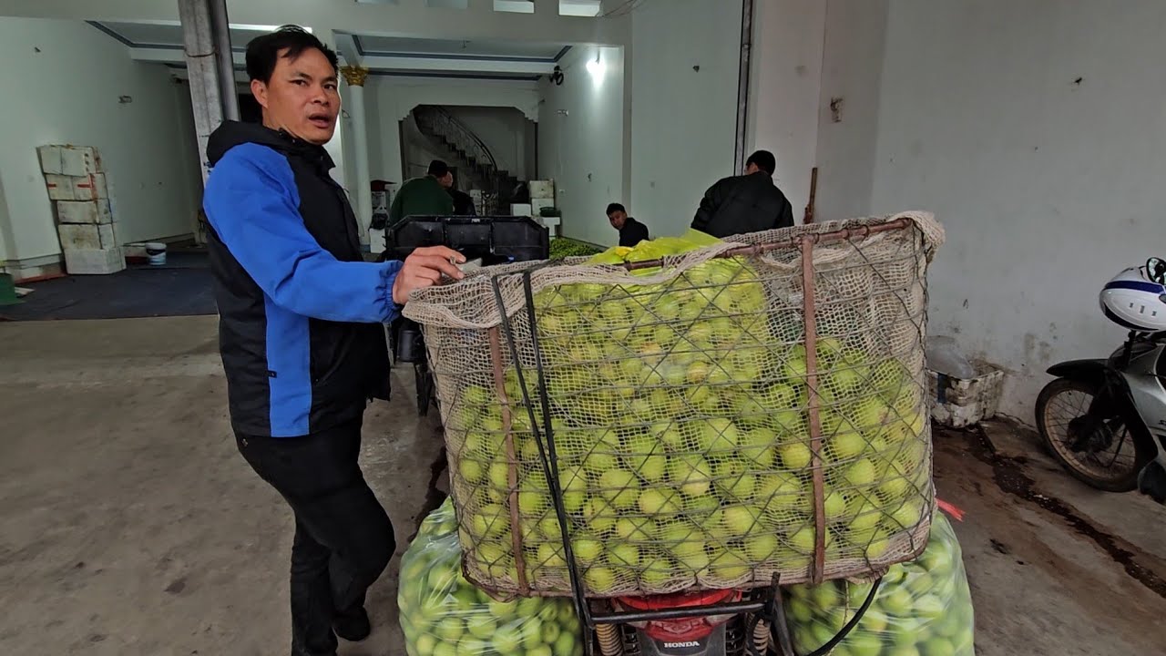 CẬP NHẬT GIÁ TÁO CUỐI VỤ HÔM NAY TẠI CẦU CHÉT PHÌ ĐIỀN - YouTube