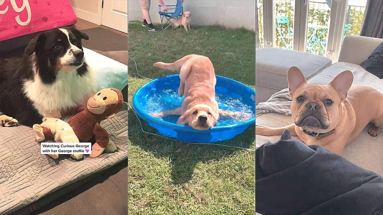 I Think My Dog Was a Comedian in Past Life 😂 - YouTube