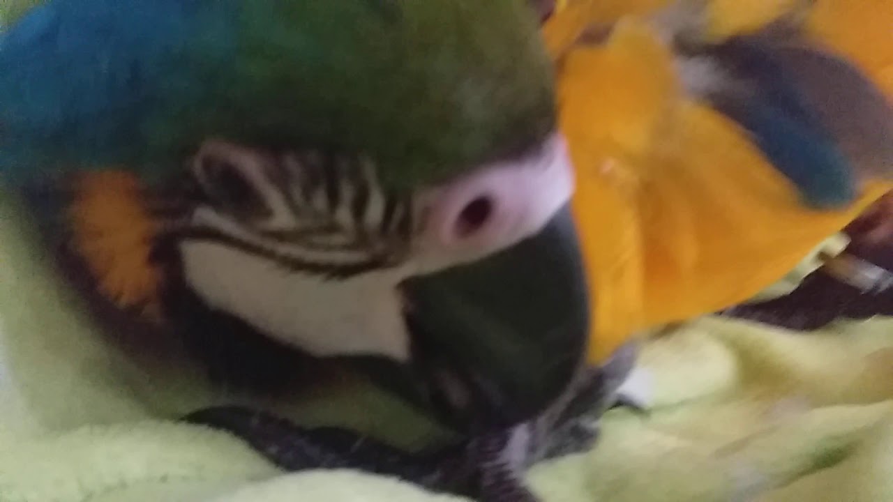 ara / DUŻA PAPUGA / bLUe / ARA zwyczjna / Bluu i jego pieszczoszki ...