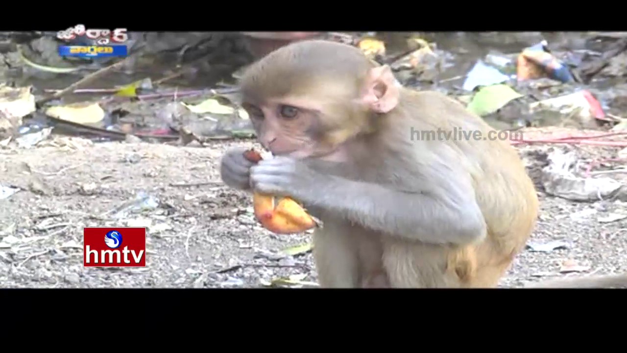 People Fear About Monkeys | Monkeys Hulchal in Nagarkurnool Dist ...
