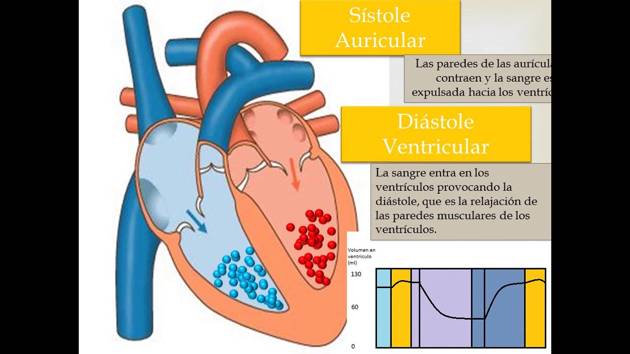 Anatomía funcional de corazón - YouTube