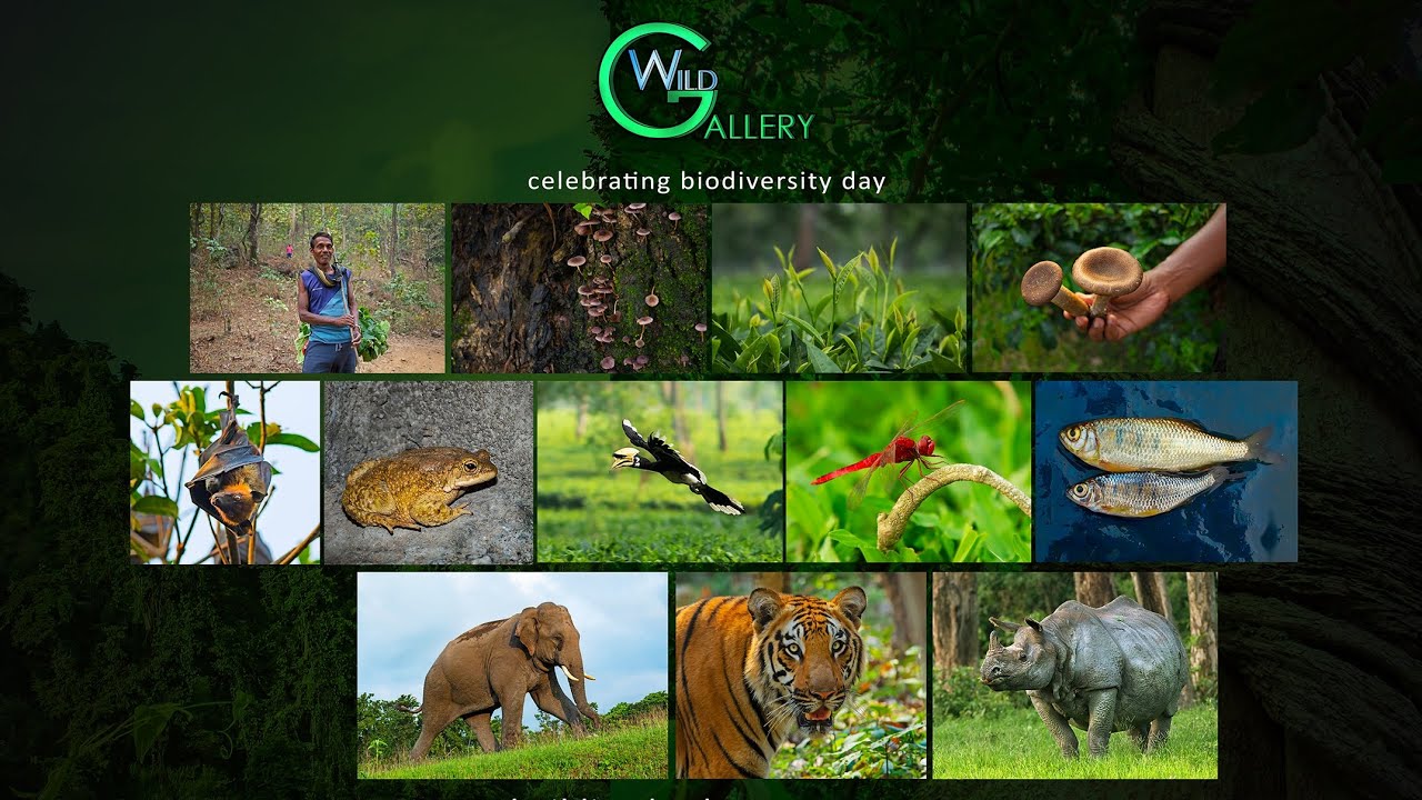 Building back Biodiversity - YouTube