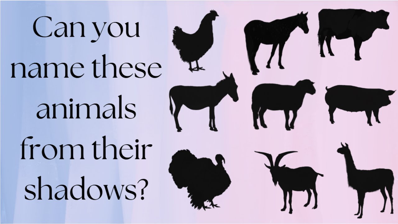 Can You Identify These Animals By Their Silhouettes? - YouTube