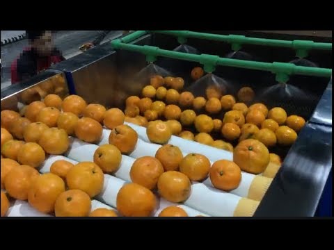 citrus cleaning grading machine, fruit washing grading equipment - YouTube