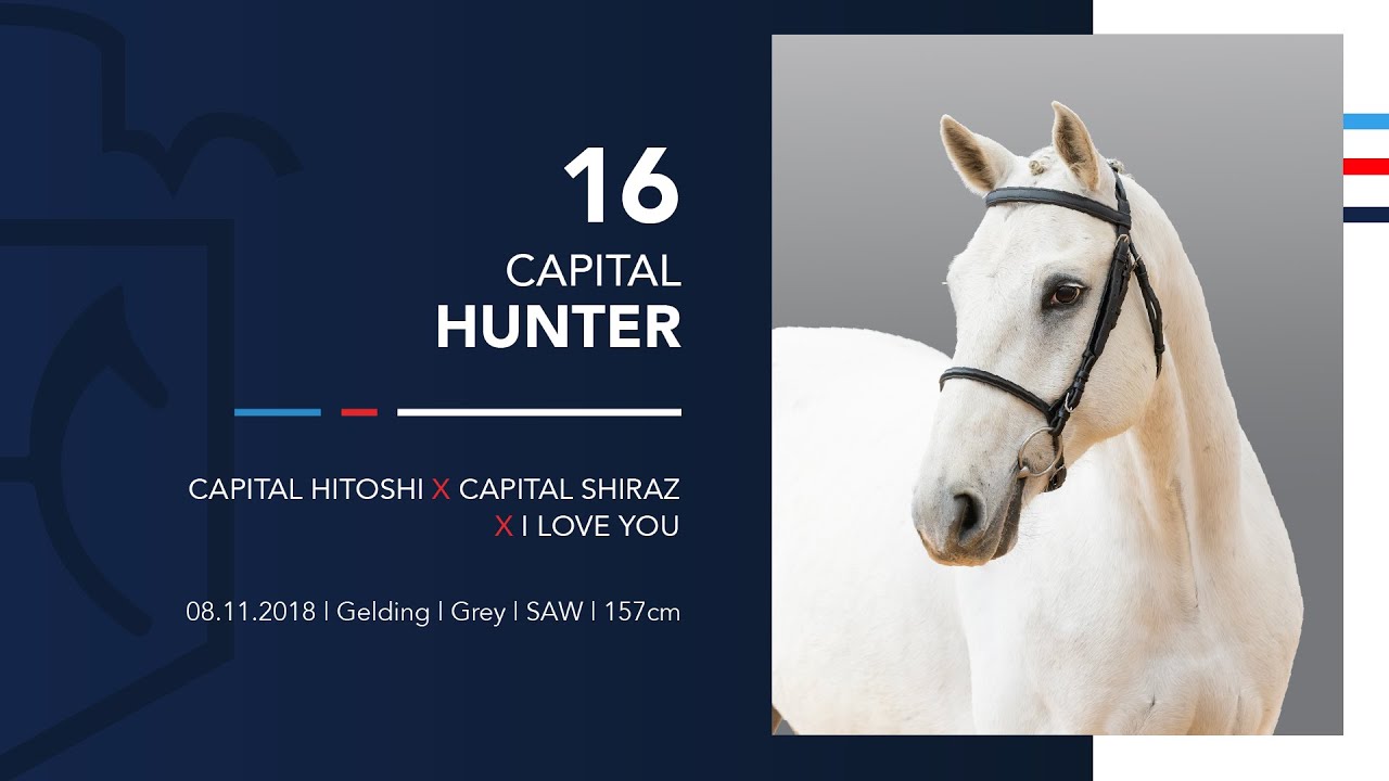 Lot 16: Capital Hunter (Capital Hitoshi x Capital Shiraz x I Love You ...