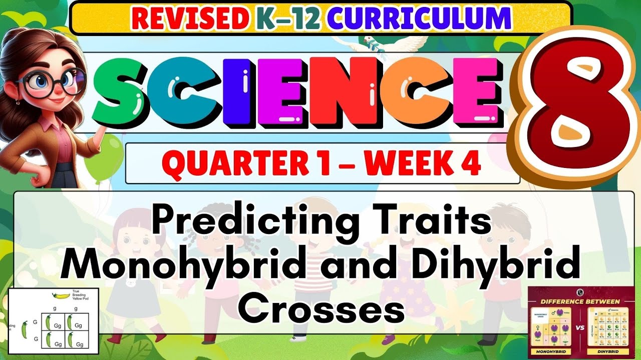SCIENCE 8 QUARTER 1 WEEK 4 REVISED K-12 PREDICTING TRAITS MONOHYBRID ...
