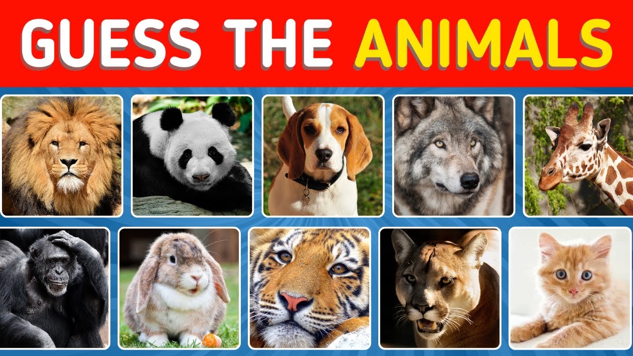 Guess the Animals Name | Can you Guess Animals in 3 Seconds | Cato Quiz ...