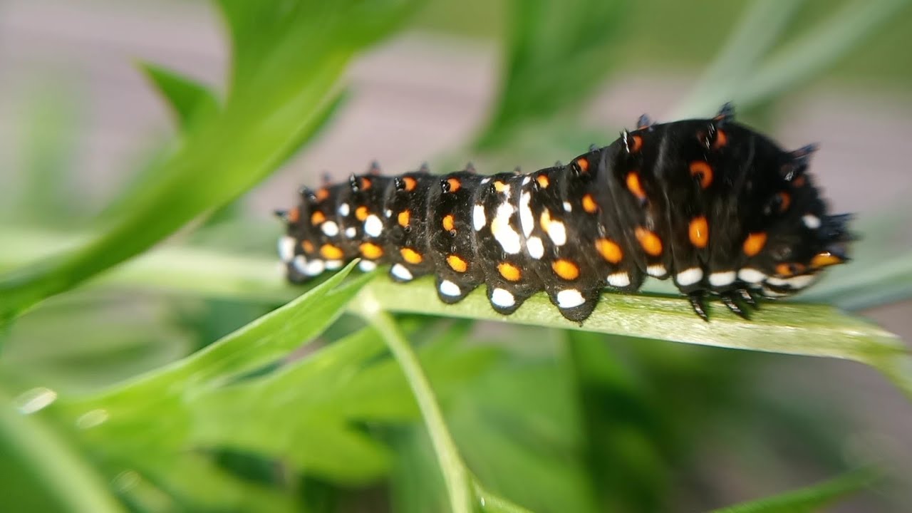 3rd Instar eastern black swallowtail - YouTube