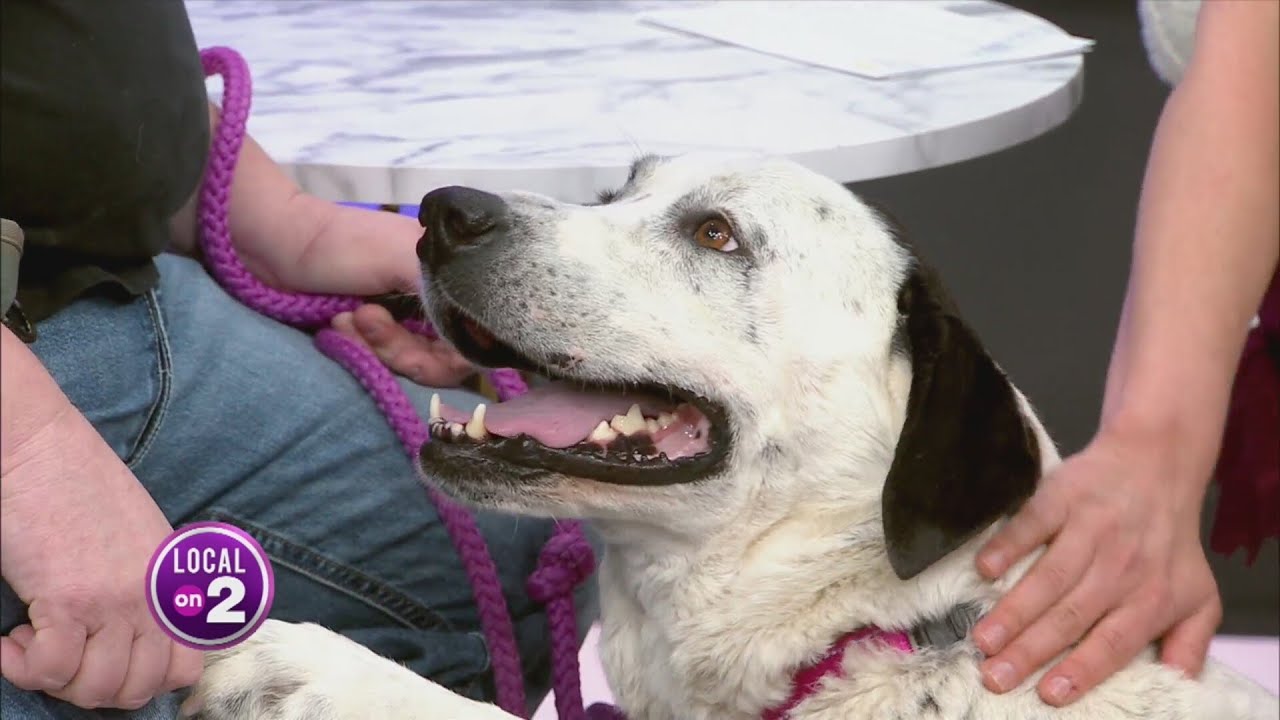 Fur Baby of the Day: Babygirl - YouTube