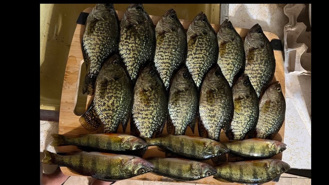 Crappie and yellow perch fishing from the bank. - YouTube