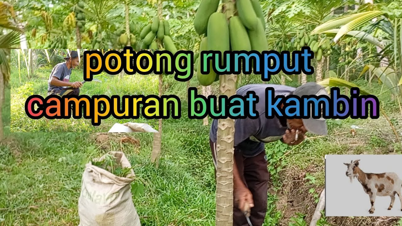 #park.2#potong rumput buat kambing #kawat belanda cabe dan lain2 # ...