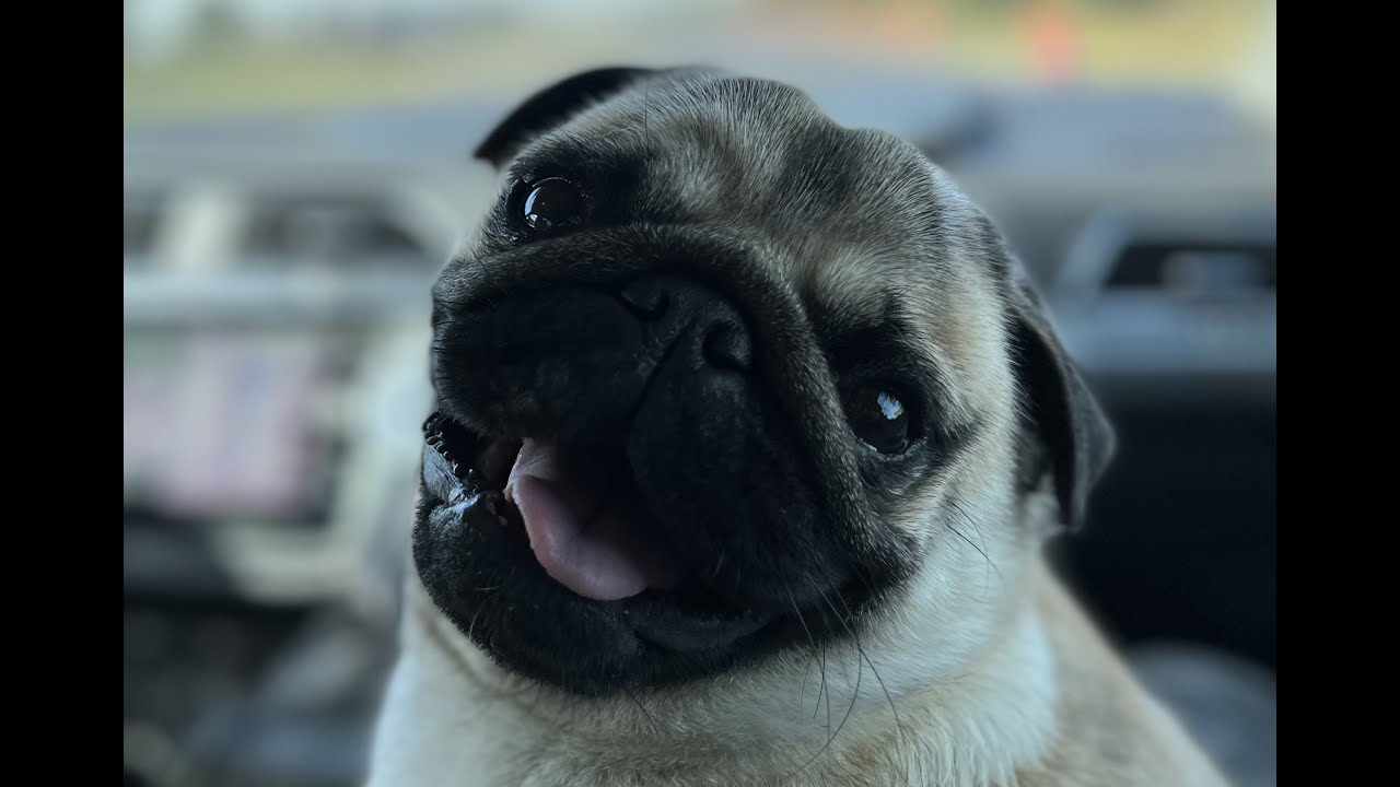 3 Pug dogs on a Road Trip - Travel day 2 - YouTube