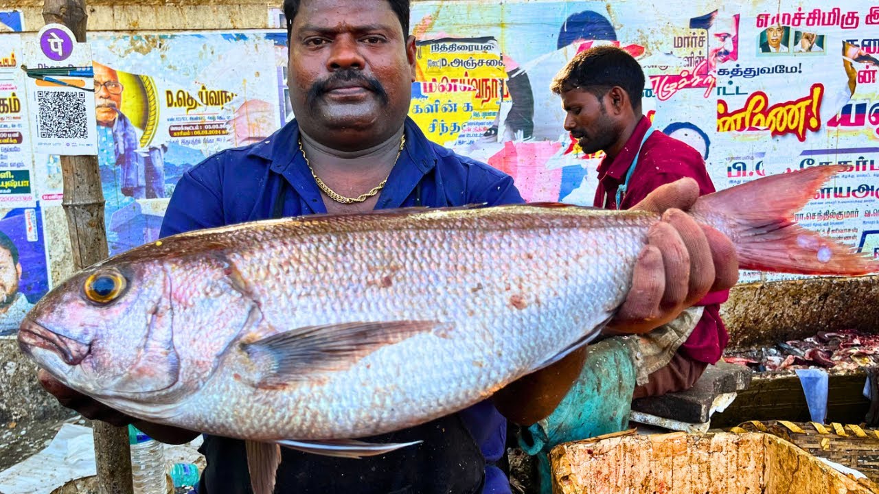 KASIMEDU SPEED SELVAM BIG KENDAL FISH CUTTING VIDEO / CUTTING SPOT ...