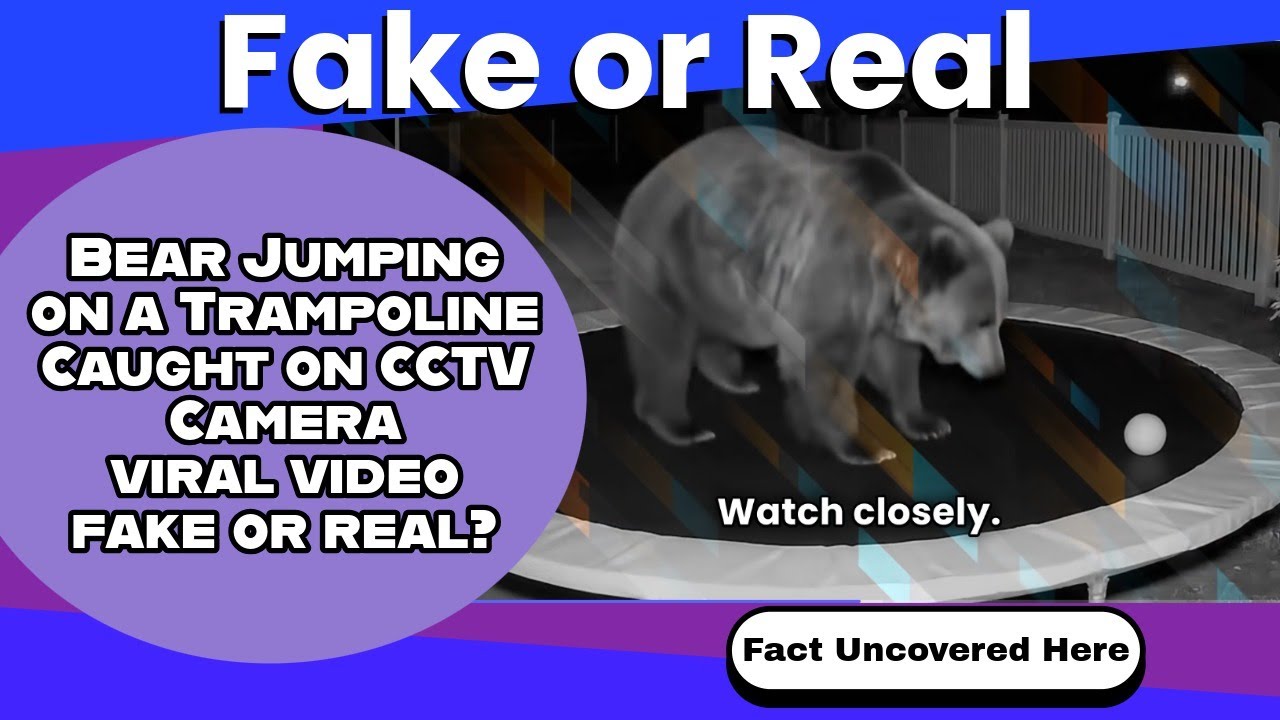 Bear Jumping on a Trampoline Caught on CCTV Cam, Real or Fake Viral ...