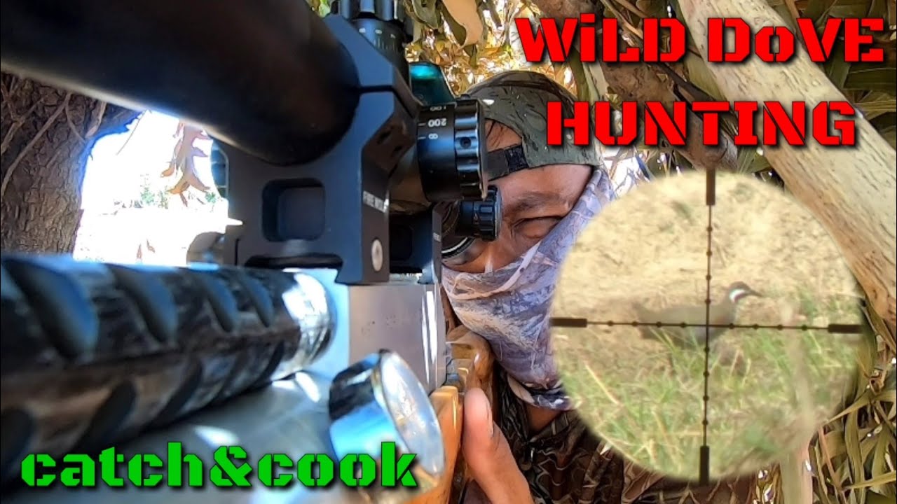P1 - WiLD DoVE HuNTiNG (catch& cook) - YouTube