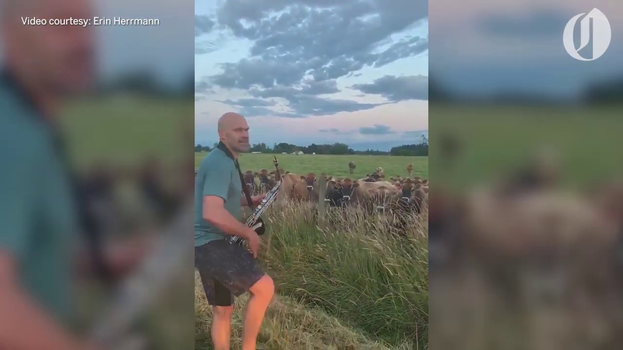 Oregon man goes viral after he plays the saxophone for a herd of cows ...