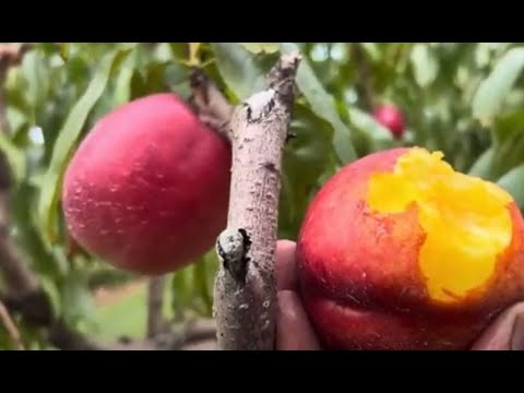 Scenic Nectarines Farm - YouTube