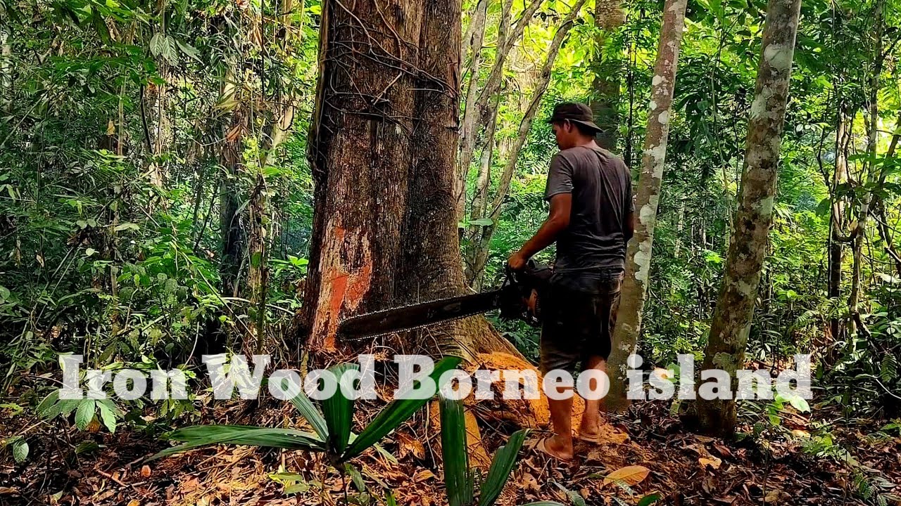 Pohon ulin kalimantan..!! Kayu ulin dari hutan pedalaman. - YouTube