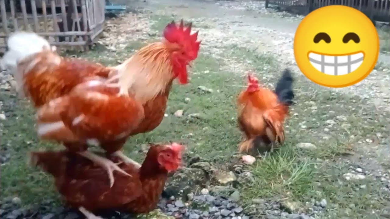 the funniest moments of the little rooster & the big hen part 67 - YouTube