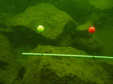 Pop-up boilie underwater - YouTube
