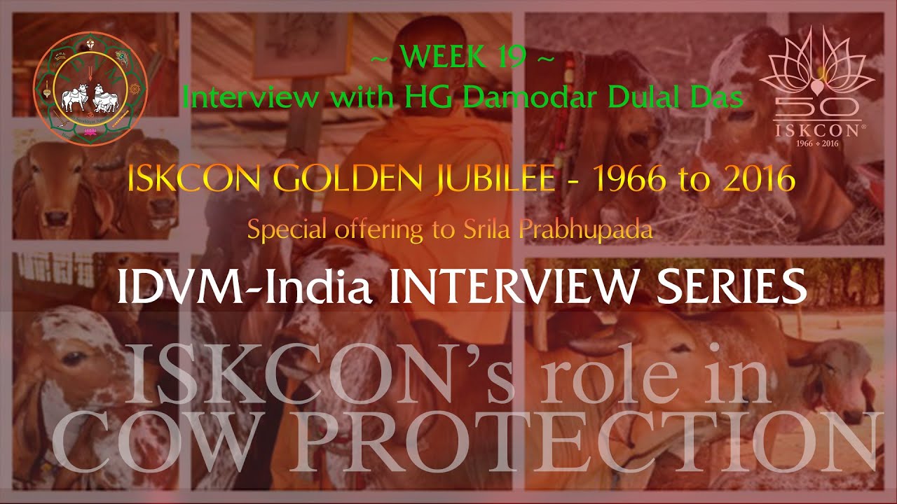 ISKCON's Role in Cow Protection - Interview with HG Damodar Dulal Das ...