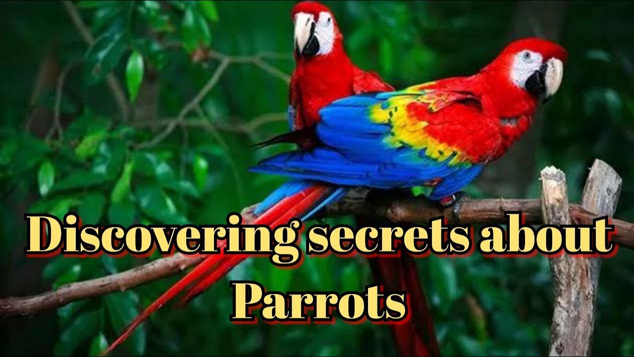 तोते के छिपे हुए रहस्य || Hidden Secrets of Parrots - YouTube