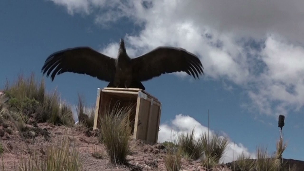 Rescued condor released into the wild - YouTube
