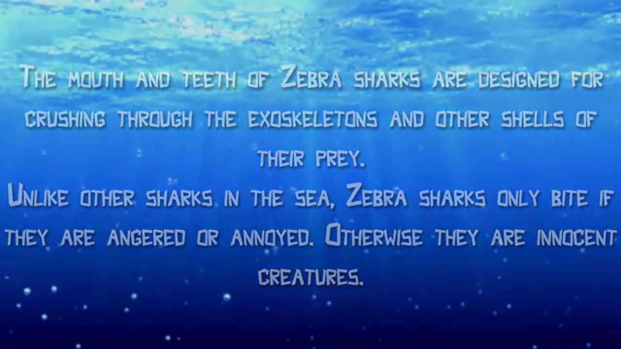 Two Interesting Zebra Shark Facts! - SHARK FACT #08 - YouTube