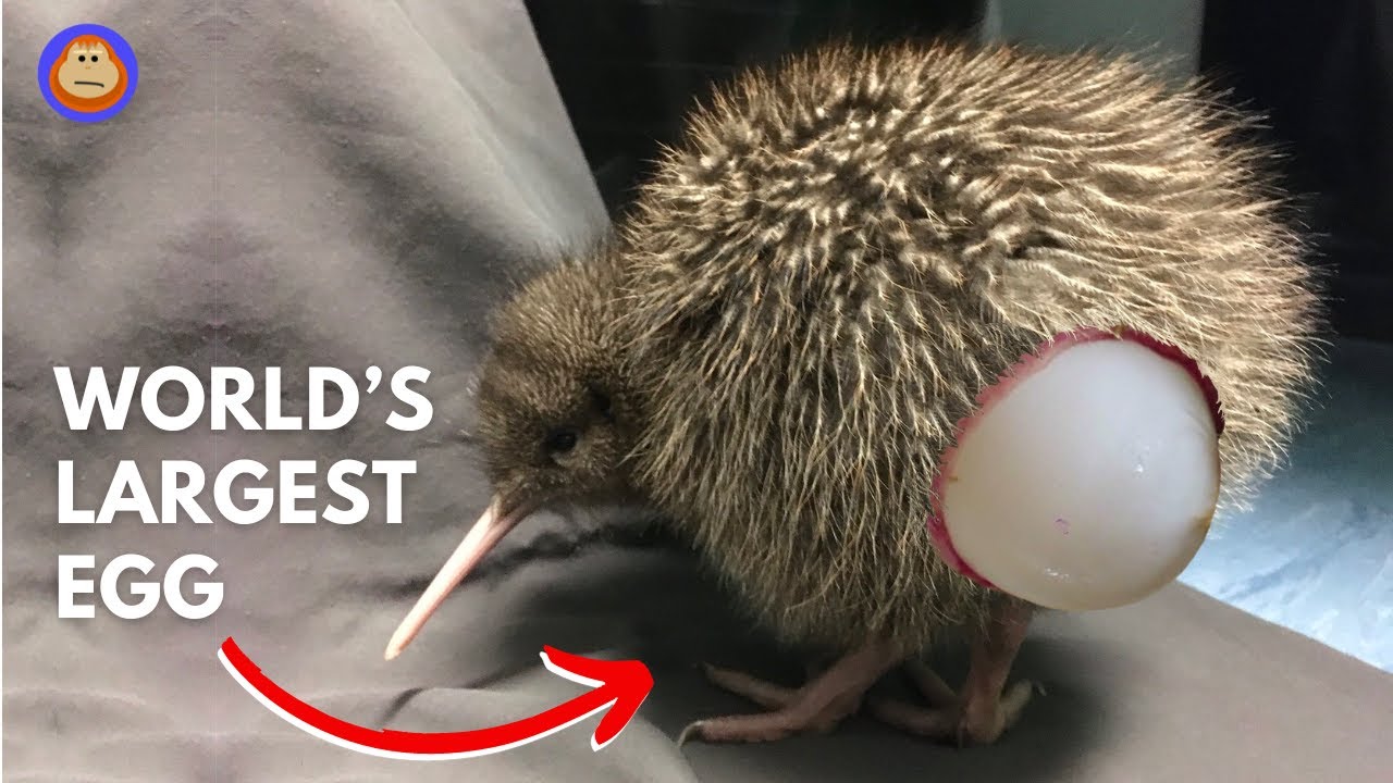 4 of The Most Extreme Animal Childbirths - YouTube