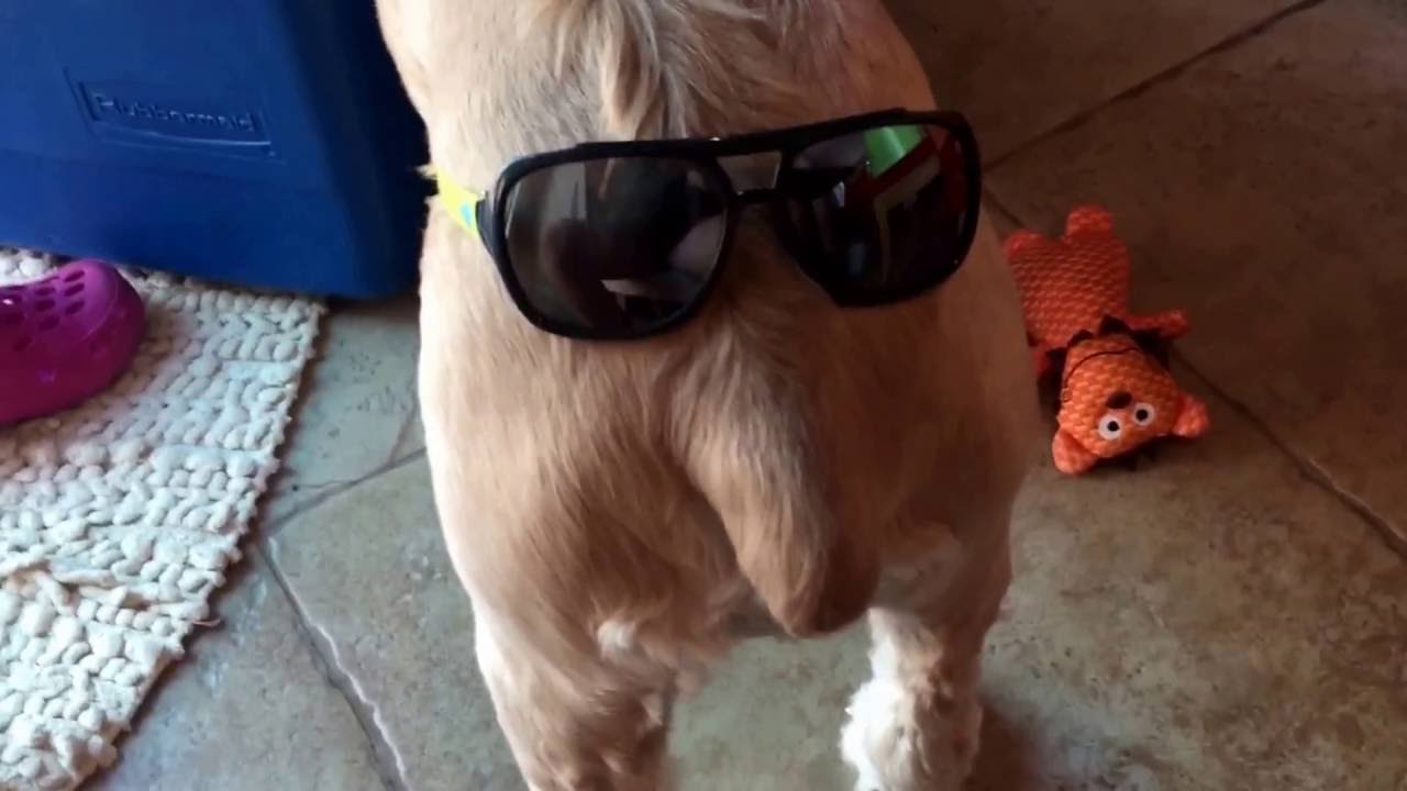 Hilarious Puppy Butt character (funny!) - YouTube