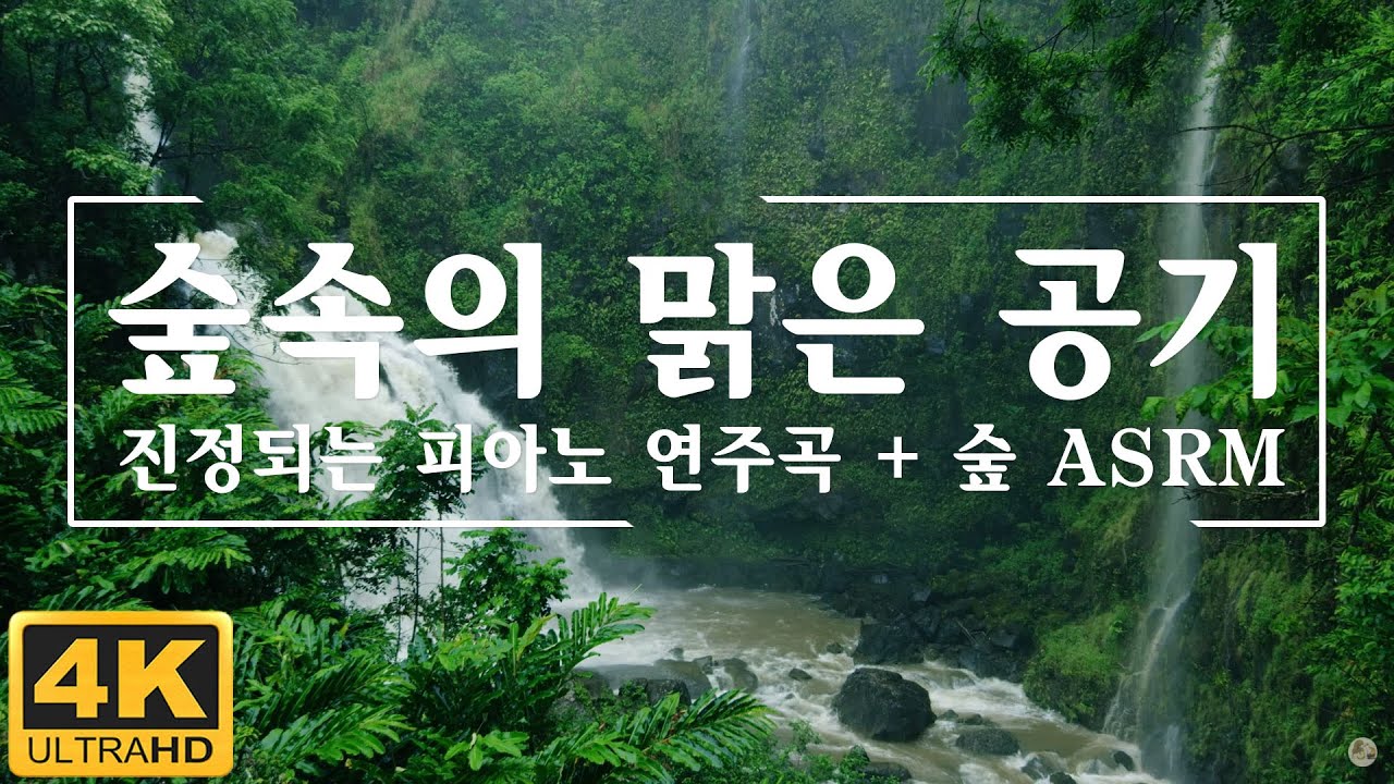 4k 3시간 머리가 맑아지는 숲소리 Asmr 🍀 새소리와 물소리를 들으며 힐링하기 새소리 자연의소리 휴식명상 숲