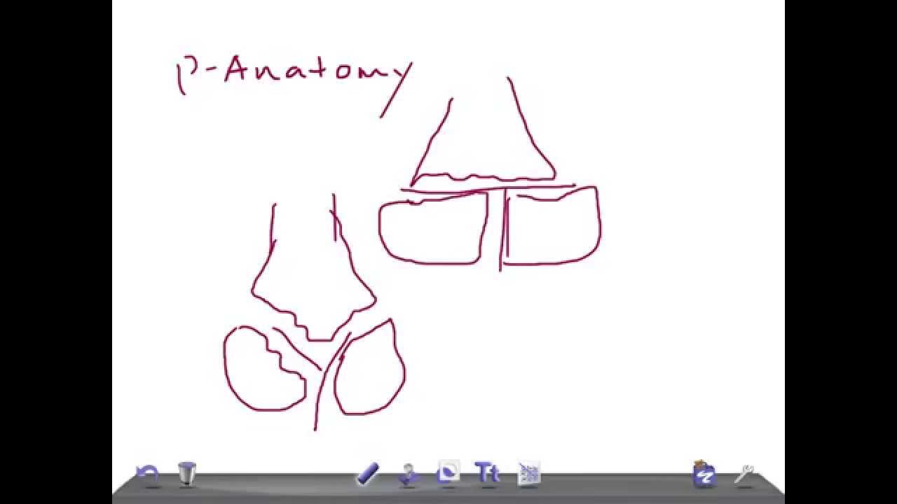 Medical Video Lecture: Intercondylar fracture of Humerus - YouTube