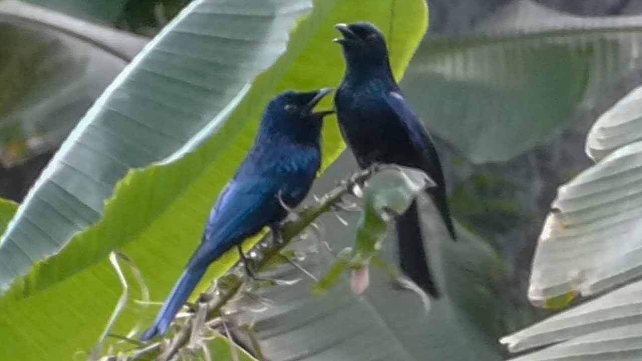 Birding 16 - philippine drongo-cuckoo, gathering banana leaves - YouTube