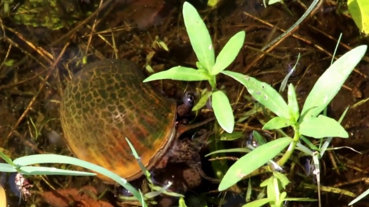 The Attack Of Apple Snails - YouTube