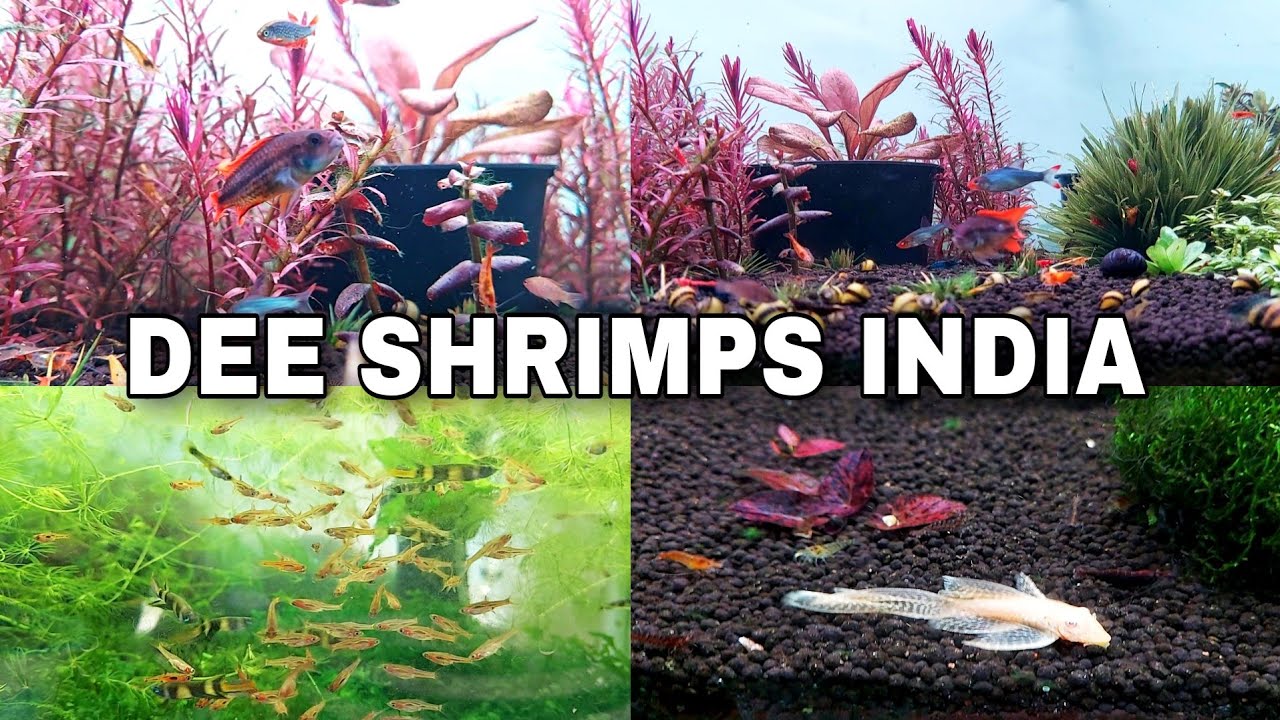 Exotic Nano Fish At Dee Shrimps India - YouTube