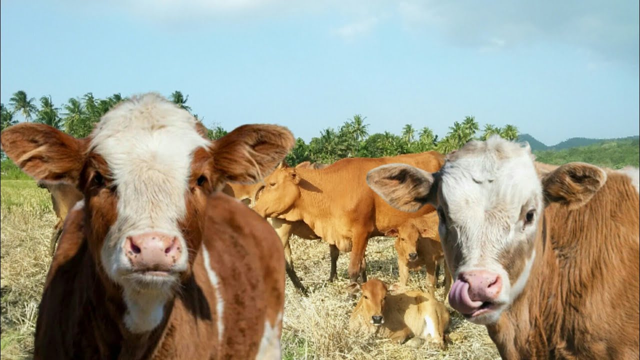 Sapi Lembu Lucu Berkeliaran Di Sawah Anak Sapi Lucu Sapi Lembu Lucu Dan ...