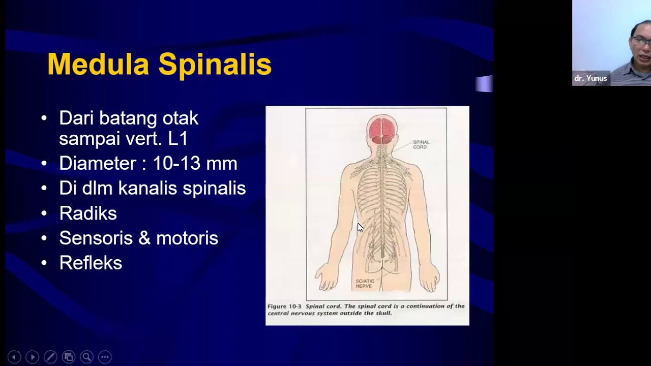 Medula Spinalis - dr. M. Yunus, Sp.BS - YouTube