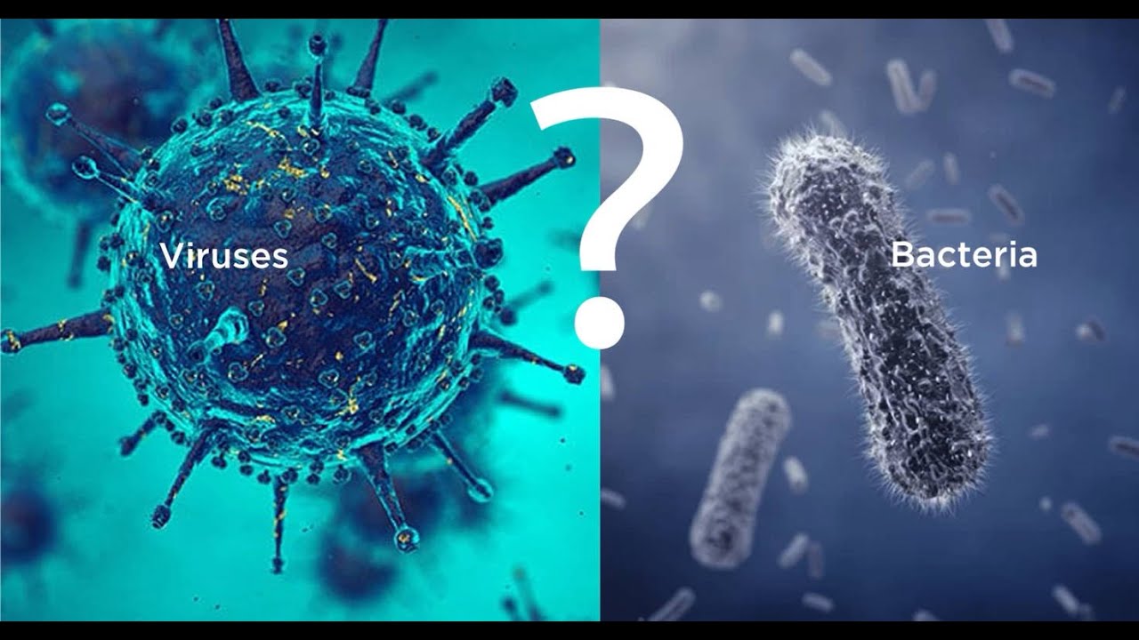 《Bacteria vs. Virus》 - YouTube
