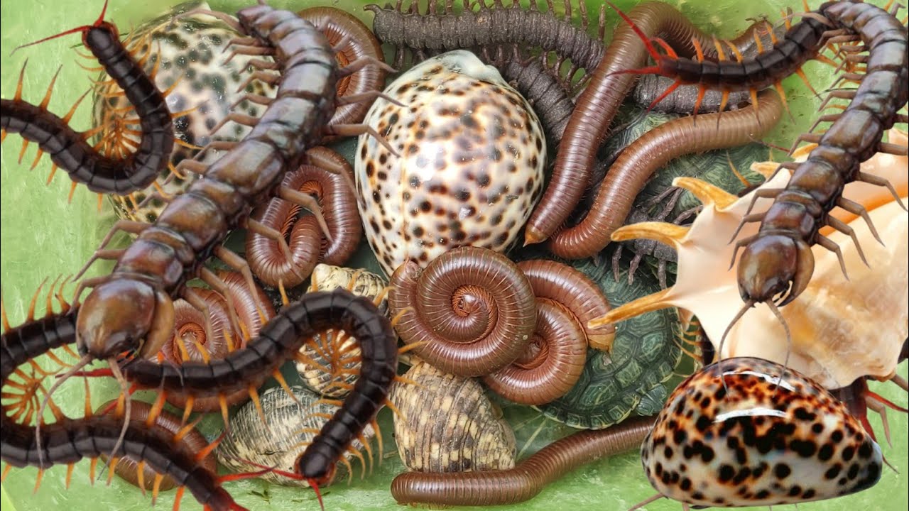 Menemukan Bekicot Pelangi, Kerang Laut, Kerang,Kelomang,kaki Seribu ...