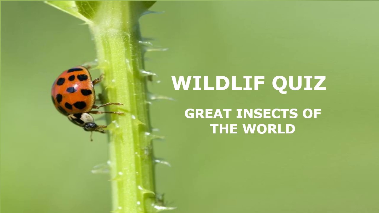 GREAT INSECTS OF THE WORLD - YouTube