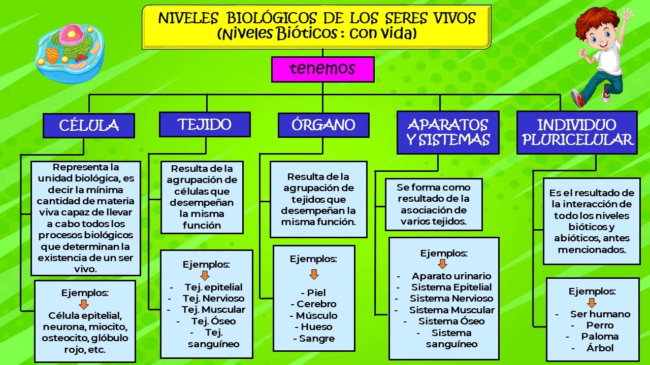 NIVELES BIOLÓGICOS DE LOS SERES VIVOS _ MAPA CONCEPTUAL - YouTube
