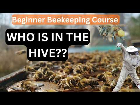 ☯️ WHO IS IN THE HIVE? Honey Bee Castes ~ Zen #Beekeeping Course