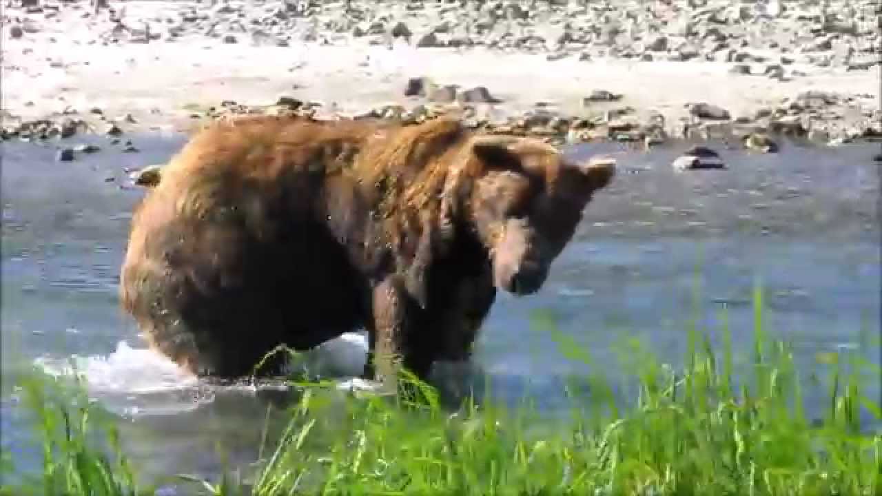 My Bad Ass Bear Movie - YouTube