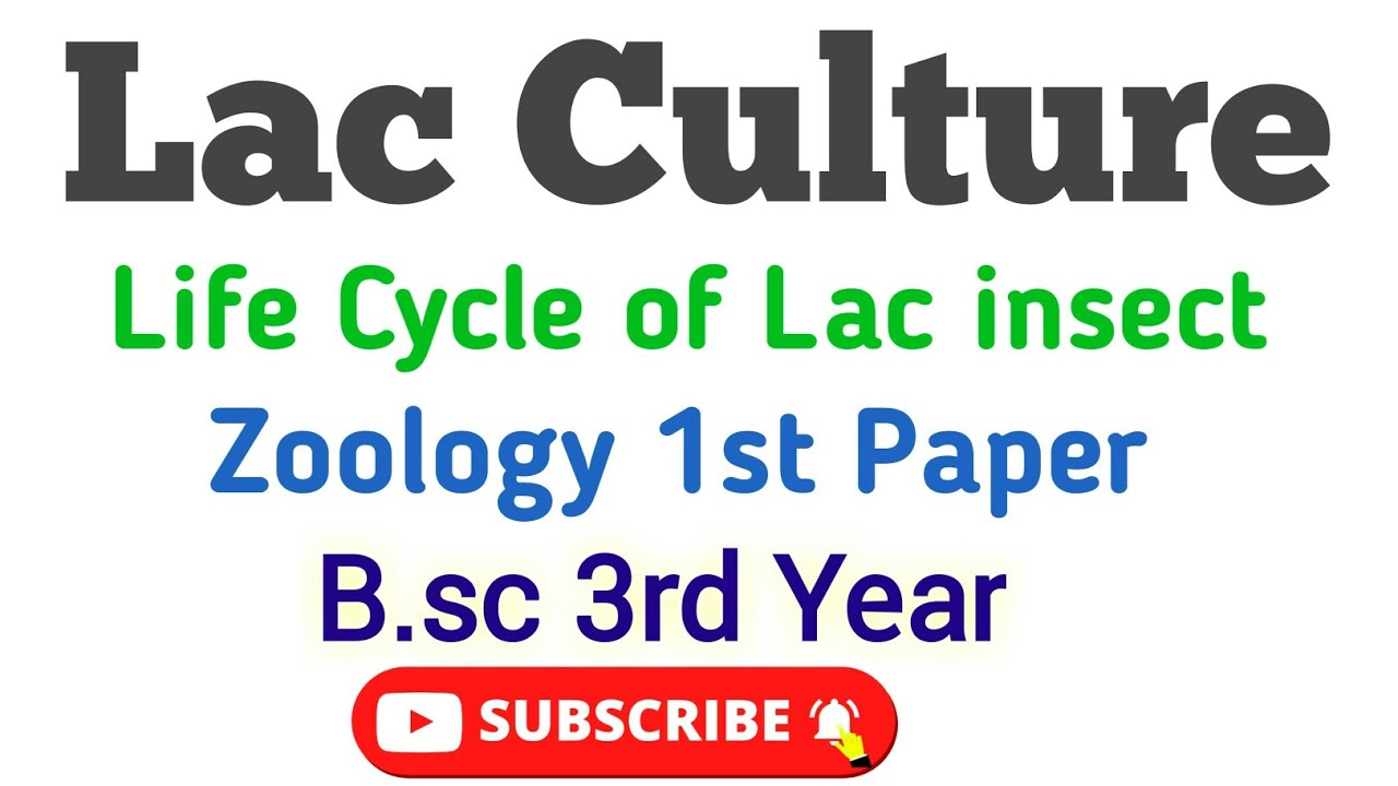 Lac Culture B.sc 3rd Year Zoology 1st Paper Life Cycle of Lac insect ...