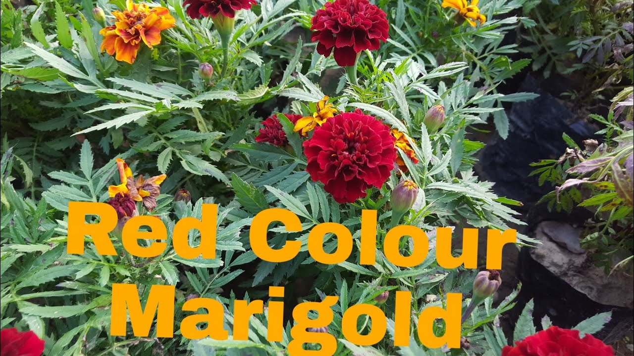 Rare Red Color Marigold Price $ 0.30 Changing Colour Marigold - YouTube