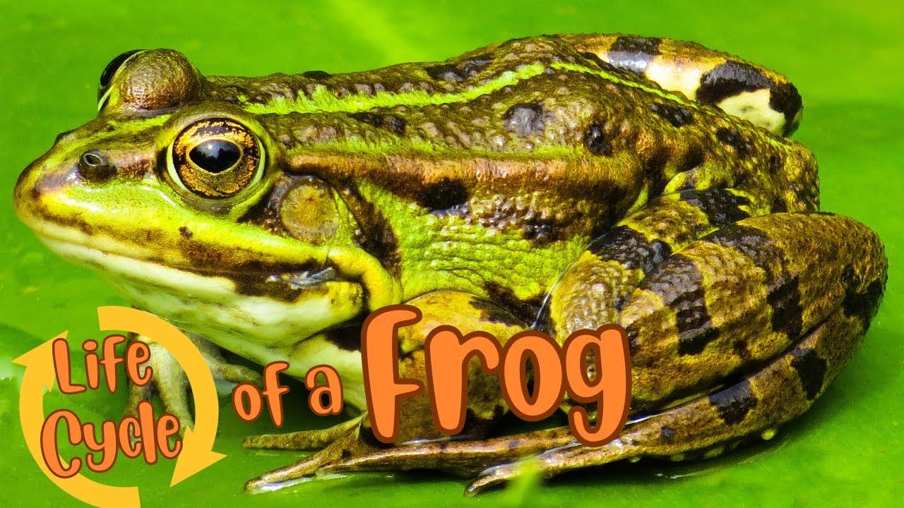 From Eggs to Legs: The Amazing Evolution of a Frog - YouTube