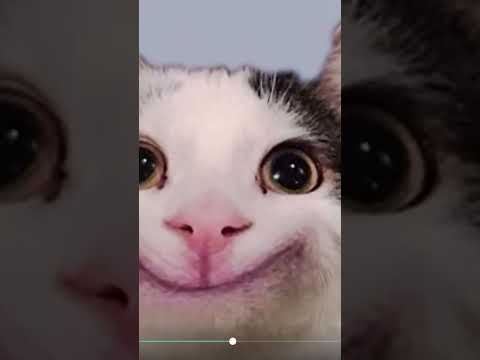 Beluga vs pop cat - YouTube