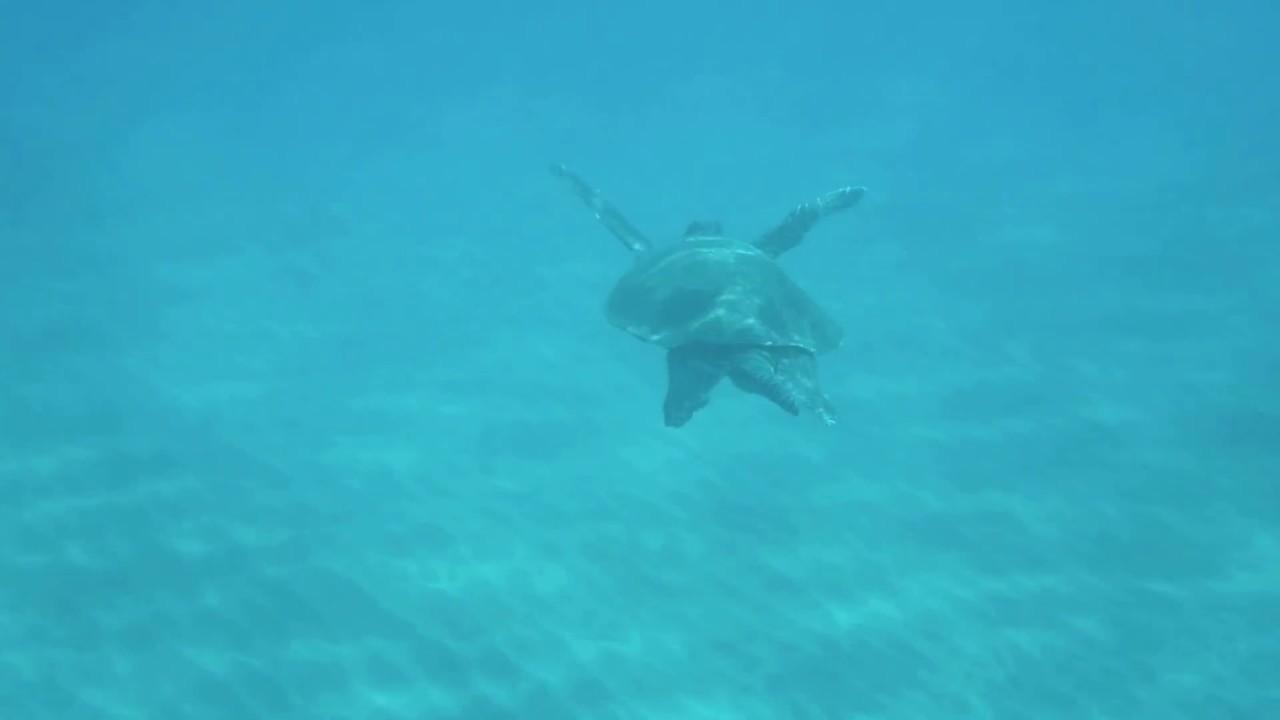 Green Sea Turtle with Humpback Whale Serenade - YouTube