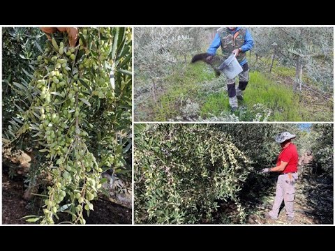 5ΜΙΣΗ ΧΡΟΝΩΝ ΚΟΡΩΝΕΙΚΑ ΠΥΚΝΗΣ ΦΥΤΕΥΣΗΣ ΜΕ ΑΤΤΑΠΟΥΛΓΙΤΗ + SUPERORGAN ΣΕ ...