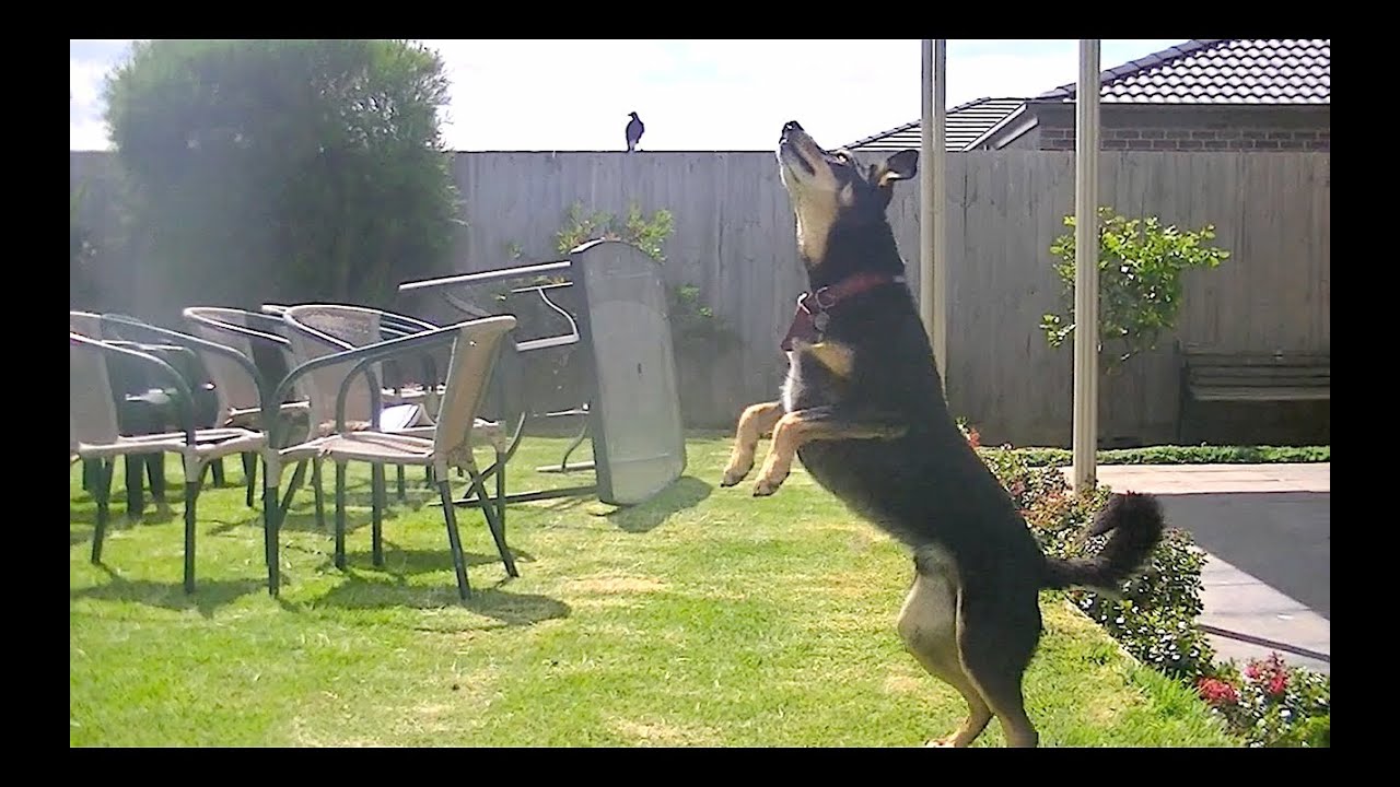 Dog Catching Treats in Epic Slow Motion 2 [HD] - YouTube